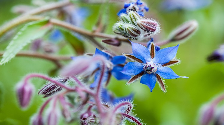 Eetbare bloemen kweken – De Tuin Op Tafel Eetbare bloemen kweken – De Tuin Op Tafel